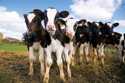 Shoof International | We make caring for animals easier.