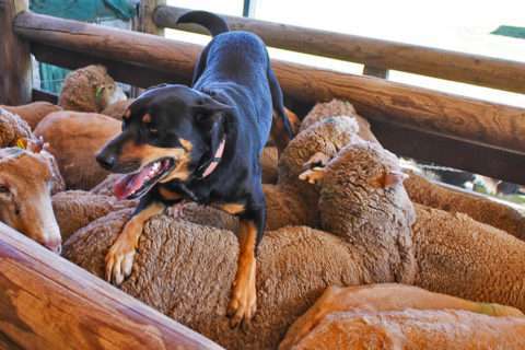 Shoof International | We make caring for animals easier.