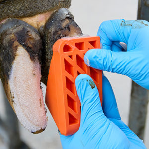 Our History | Shoof International